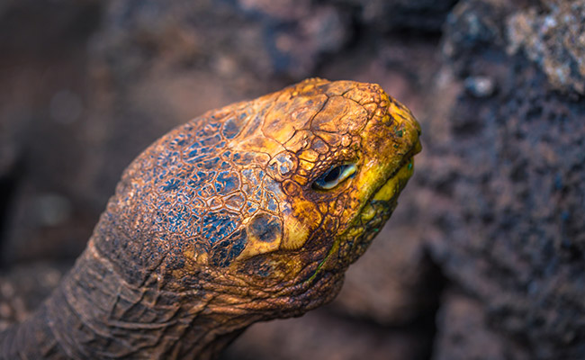 Los 10 increíbles animales nativos que debes ver en Ecuador