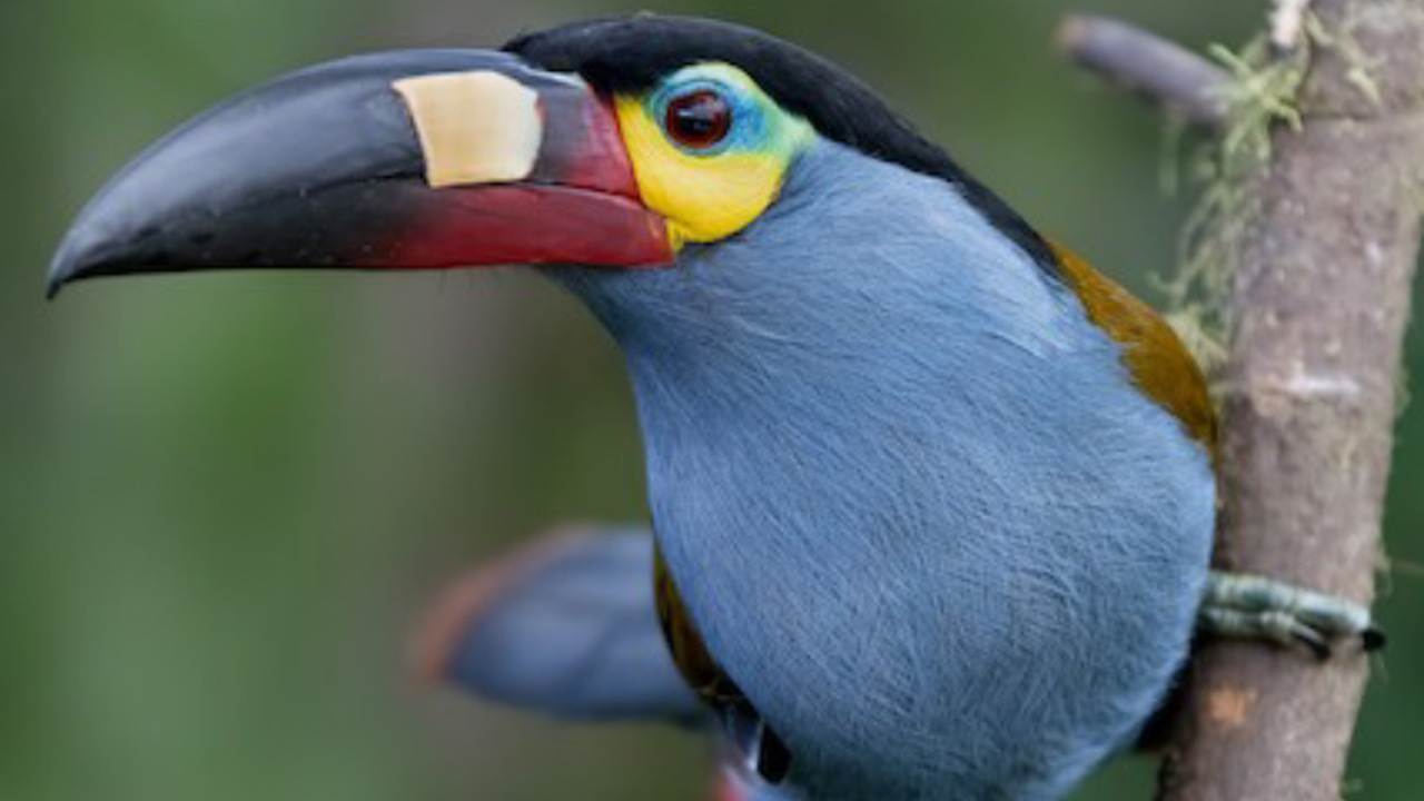 El Esplendor del Tucán Andino Piquilaminado